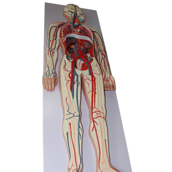 HUMAN CIRCULATORY SYSTEM MODEL – Solution Science